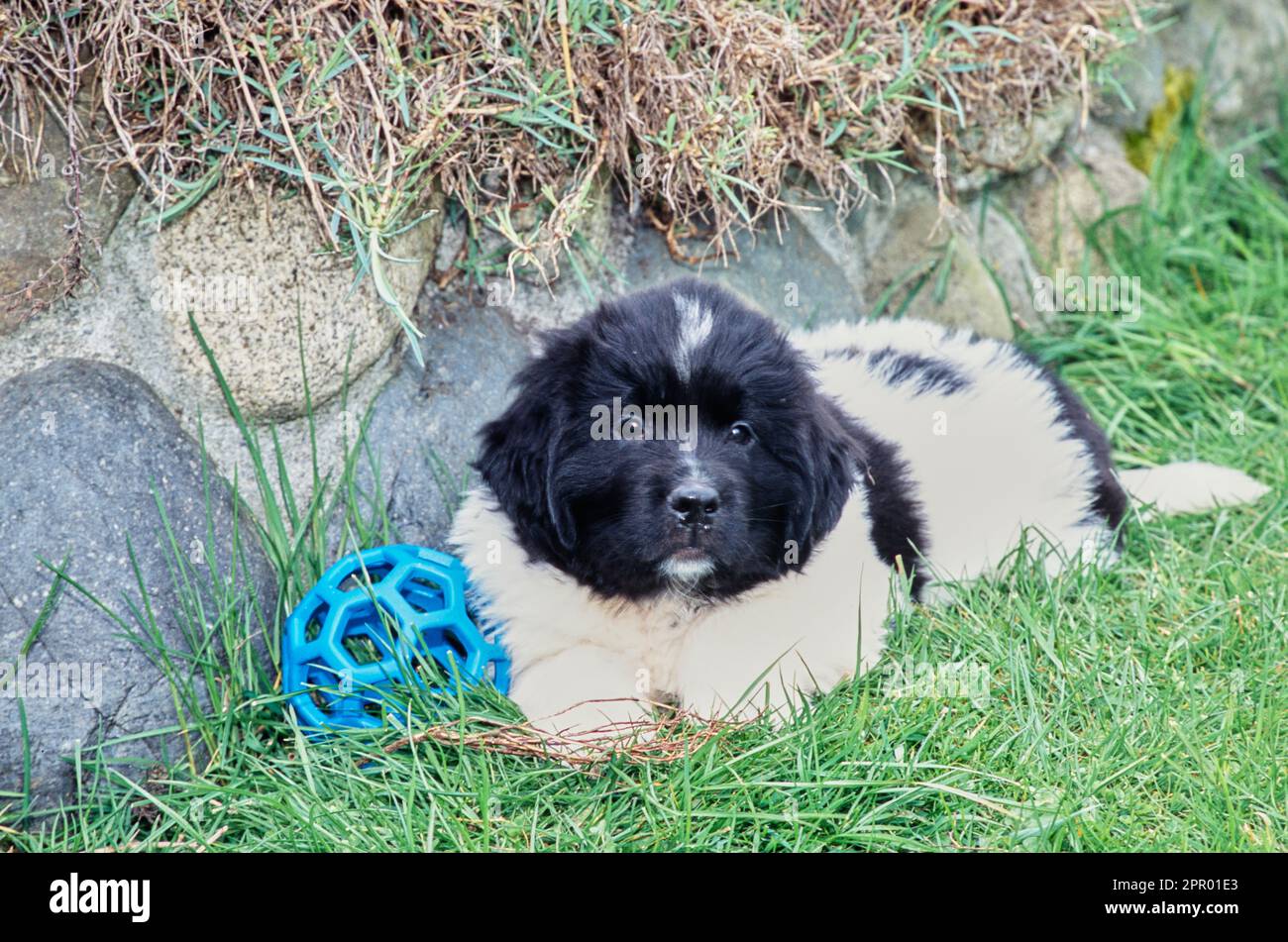 Fluffy Newfoundland puppy laying with blue ball toy in grass near stone ...