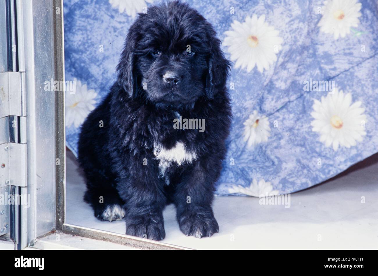 Newfoundland puppy sitting in open doorway in front of blue and floral ...