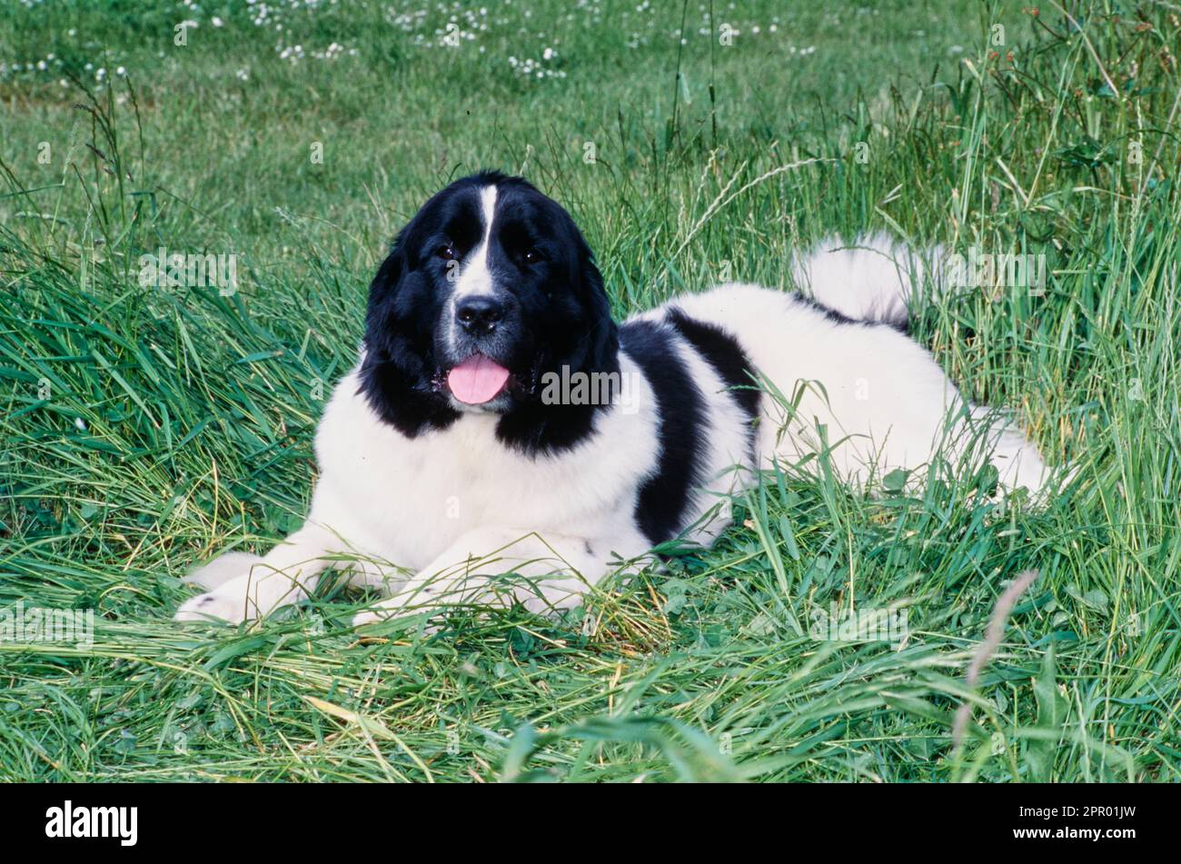 Newfoundland laying down in field of long grass with tongue out Stock ...