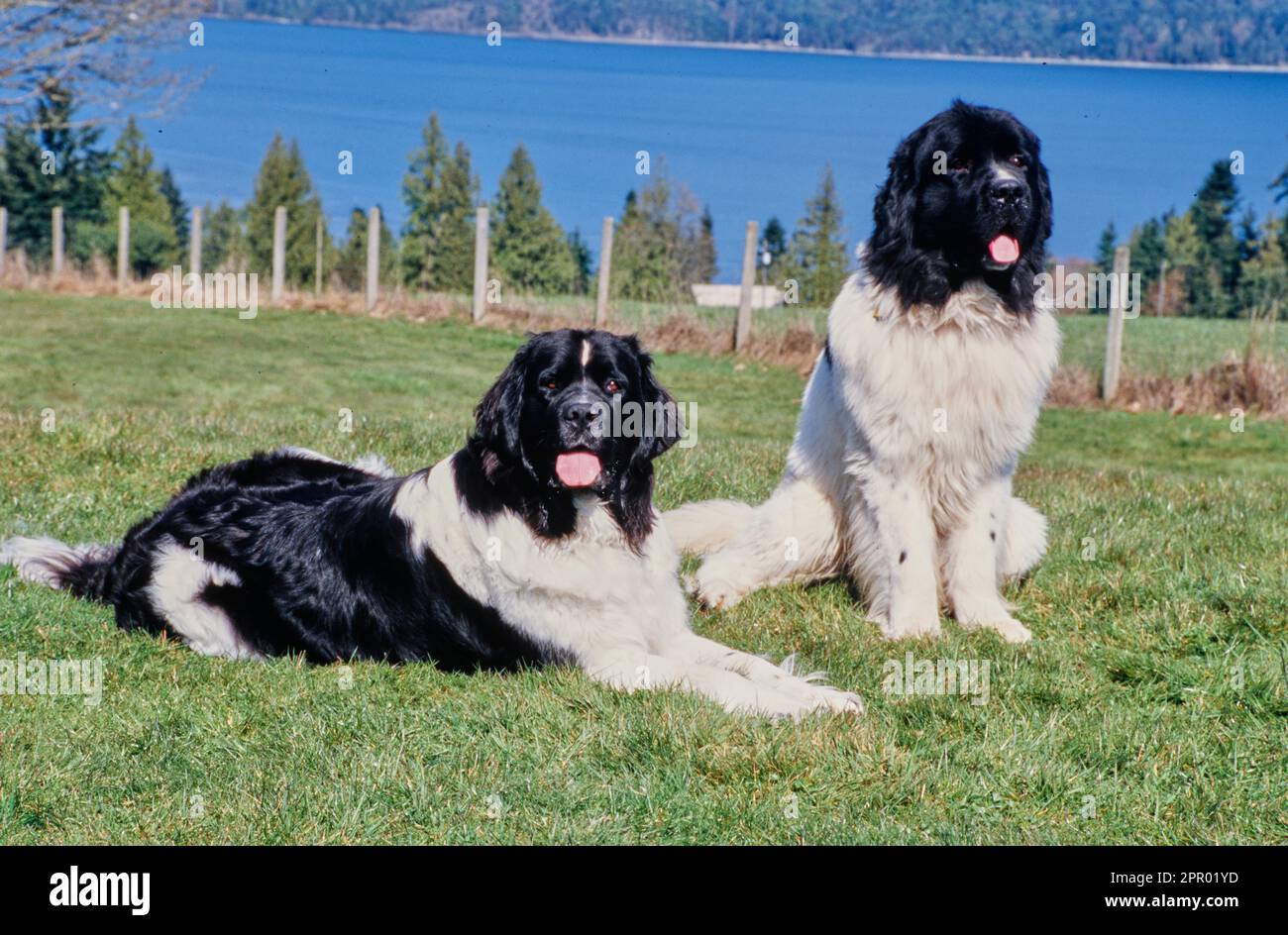 Newfoundlands hi-res stock photography and images - Alamy