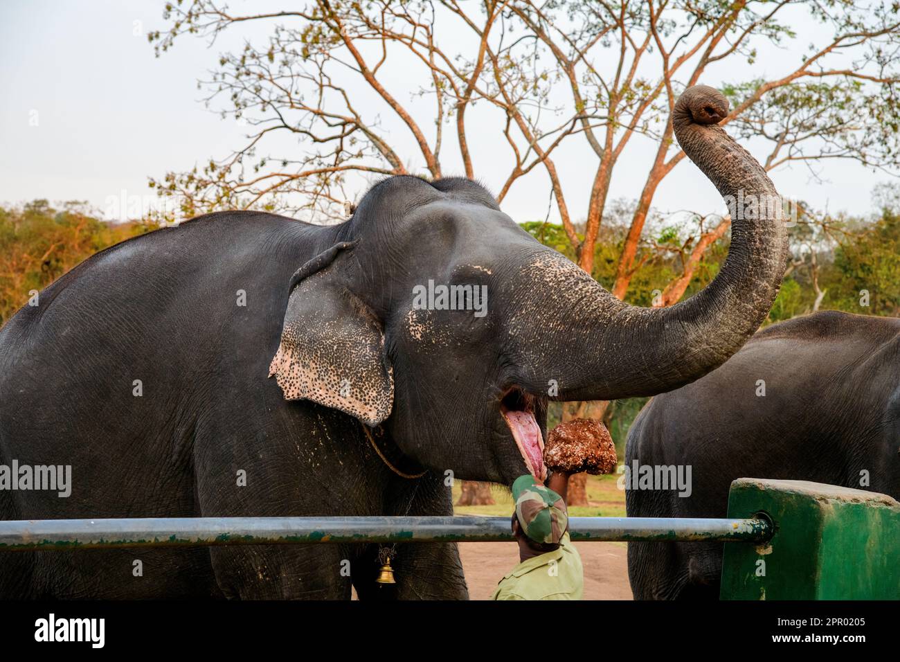 Theppakadu Elephant Camp Masinagudi Mudumalai Tamil Nadu Stock Photo ...