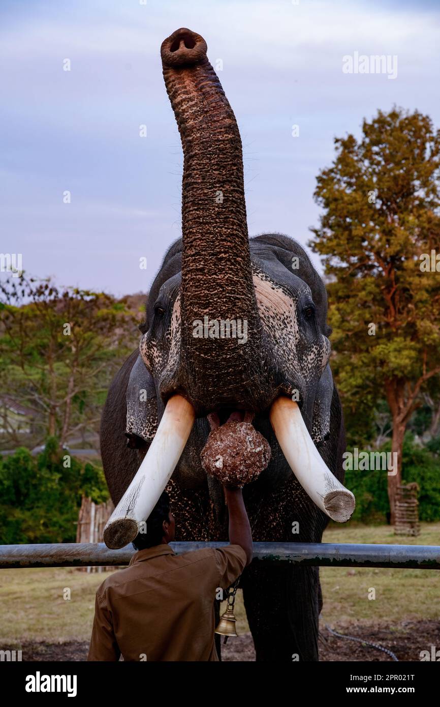 Theppakadu Elephant Camp Masinagudi Mudumalai Tamil Nadu Stock Photo ...