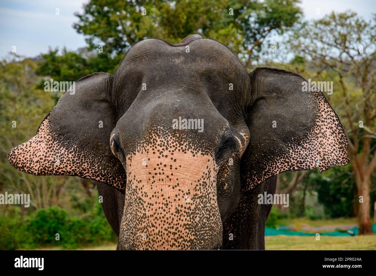 Theppakadu Elephant Camp Masinagudi Mudumalai Tamil Nadu Stock Photo ...