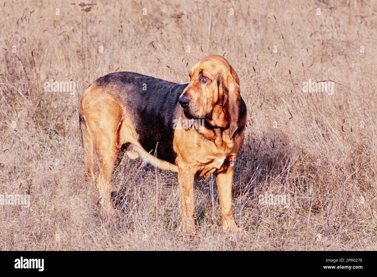Bloodhound standing in tall grass field Stock Photo - Alamy