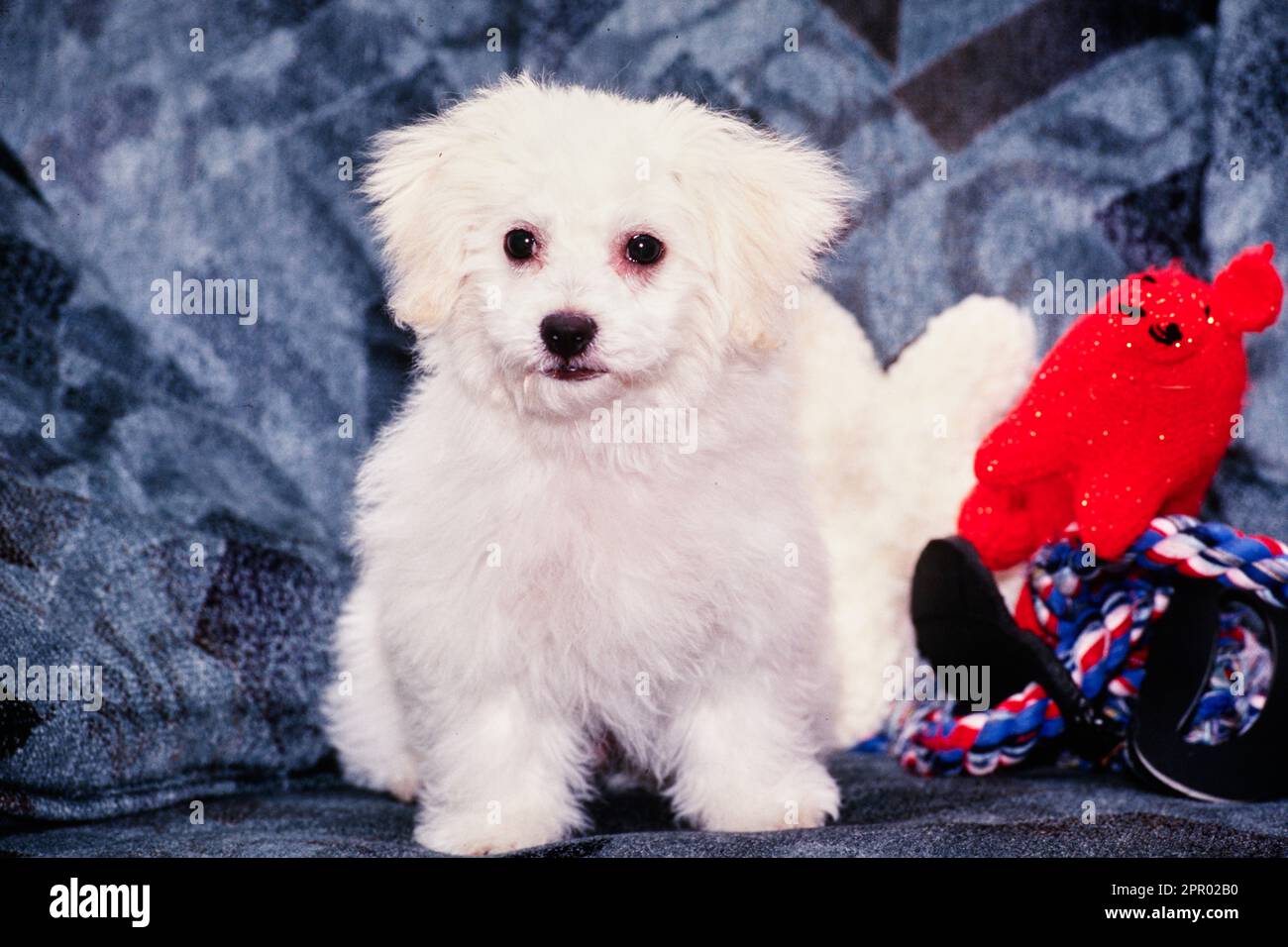 Bichon Frise puppy on blanket with red toy Stock Photo - Alamy