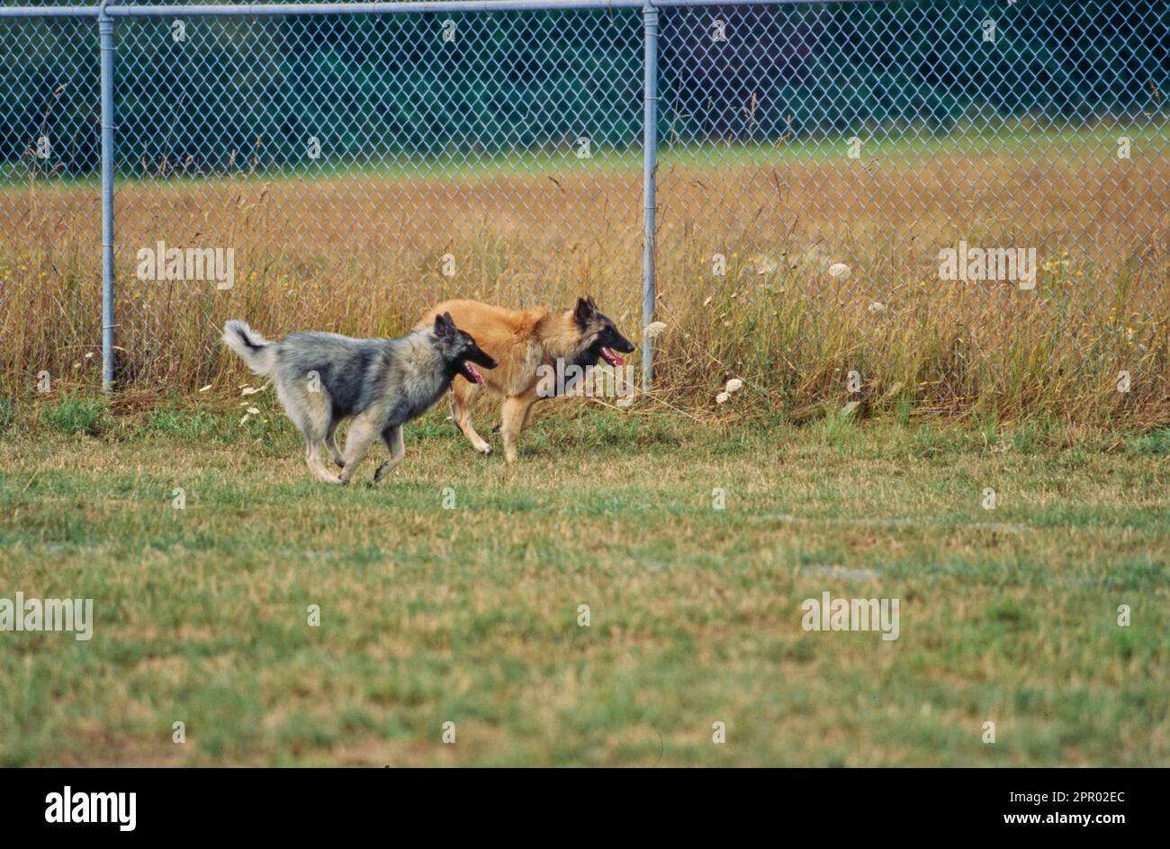 Two Belgian Shepherds running through field in park near chain link ...
