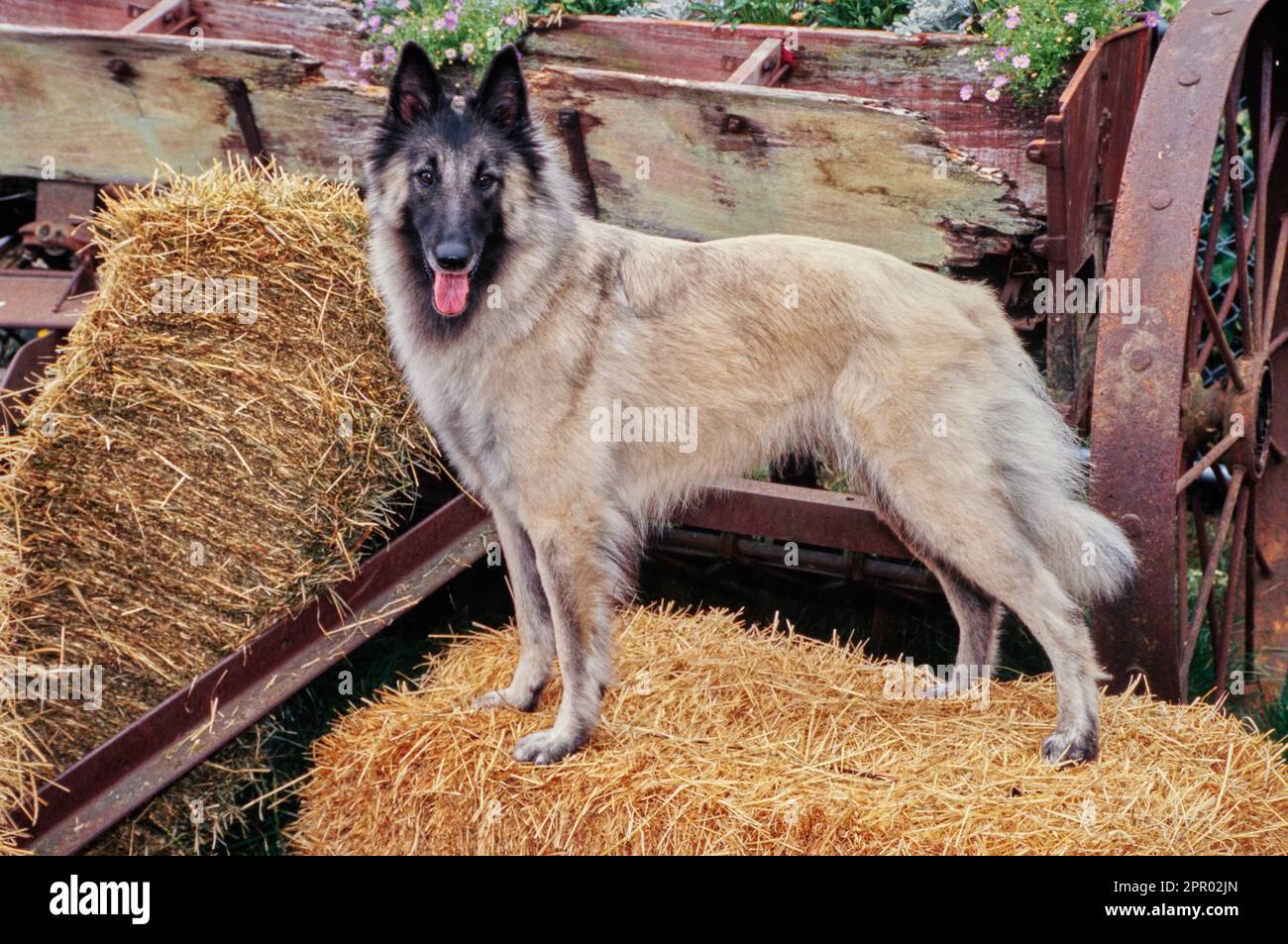Belgian Shepherd standing on a haystack near wheel of antique metal ...