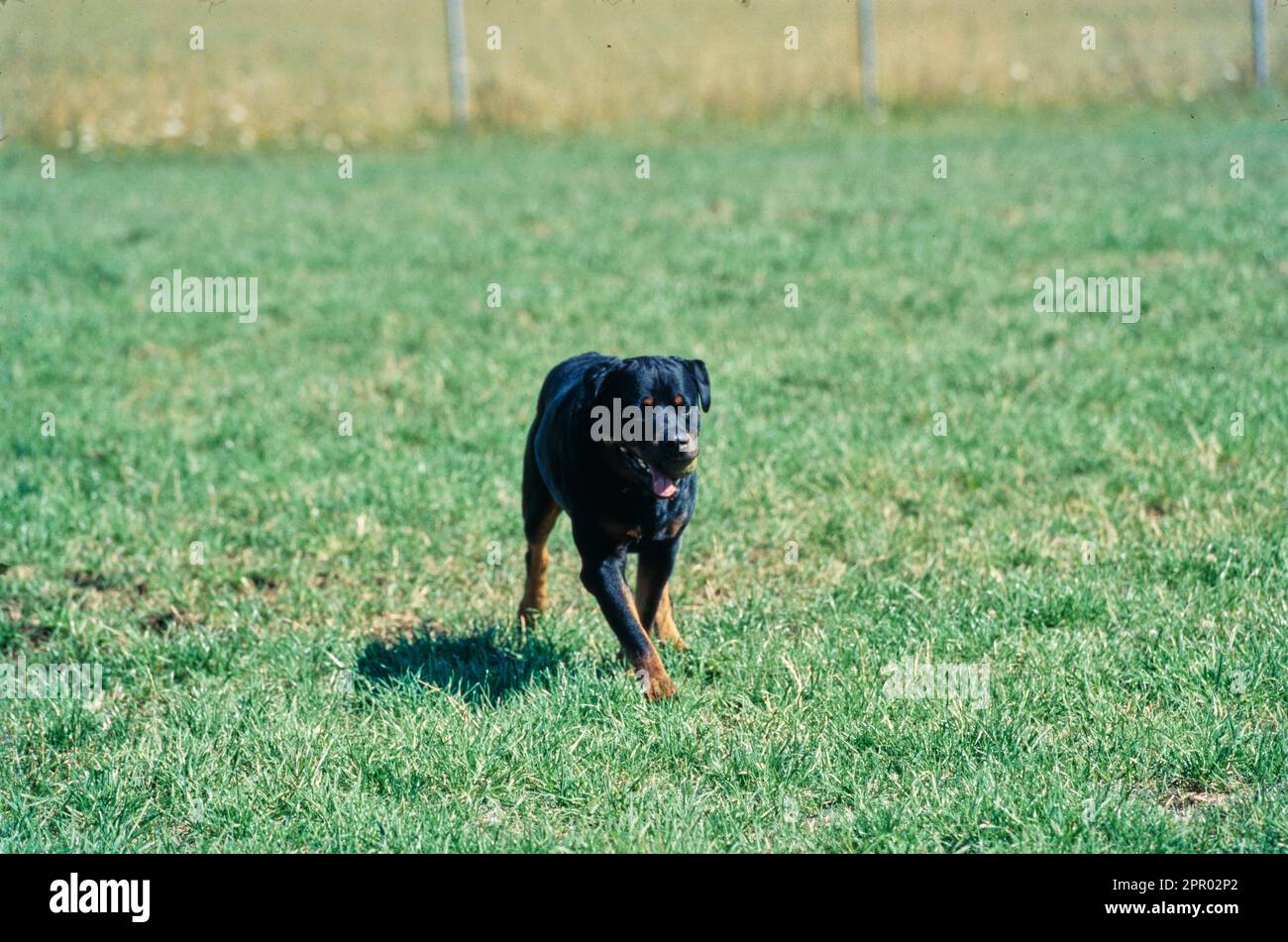Rottweiler running in field Stock Photo - Alamy