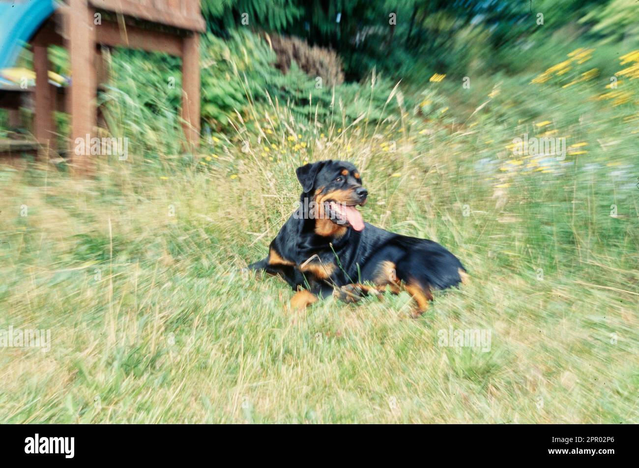Rottweiler laying in field hi-res stock photography and images - Alamy