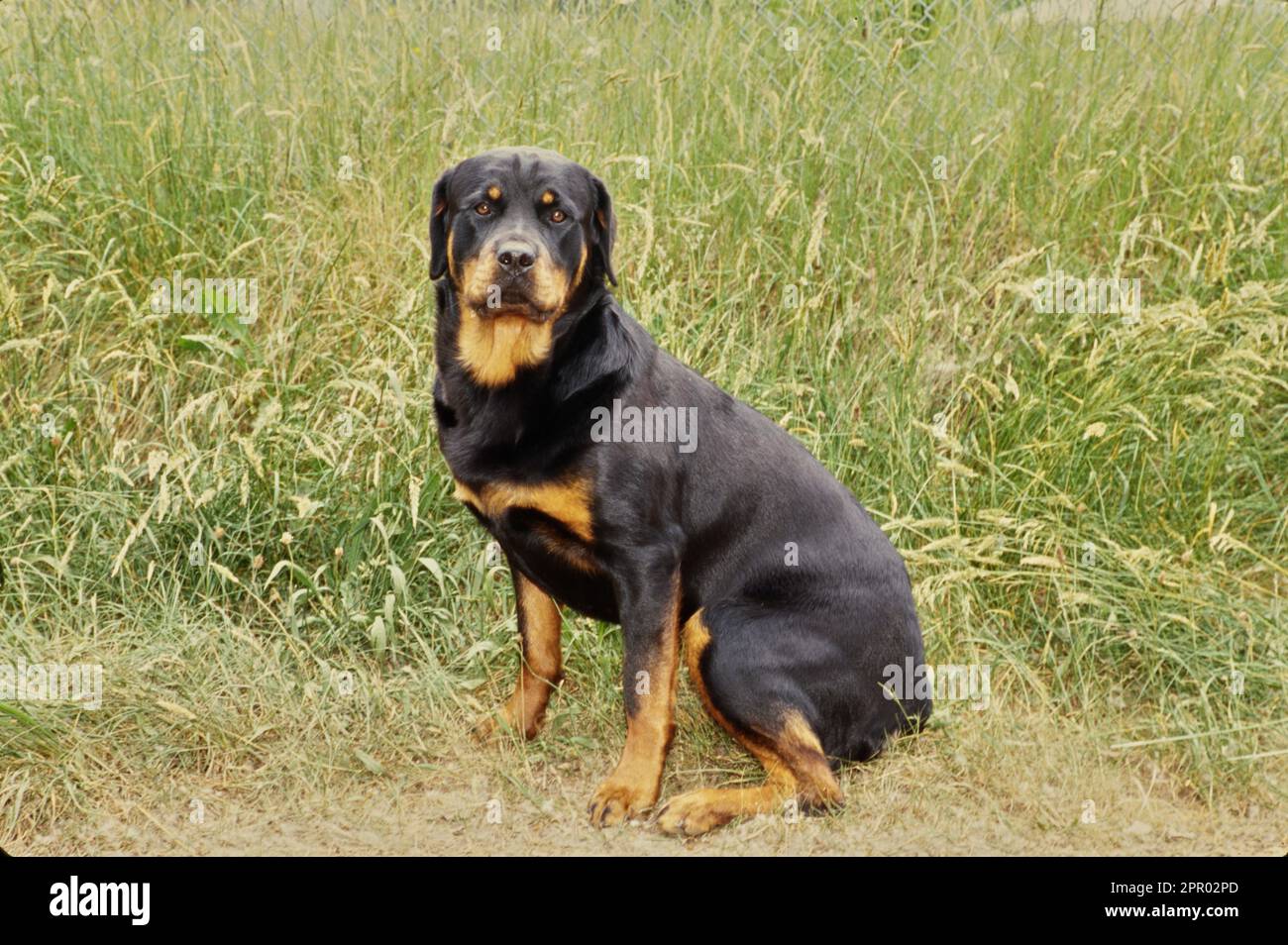 Rottweiler sitting in grass field with ears back Stock Photo - Alamy