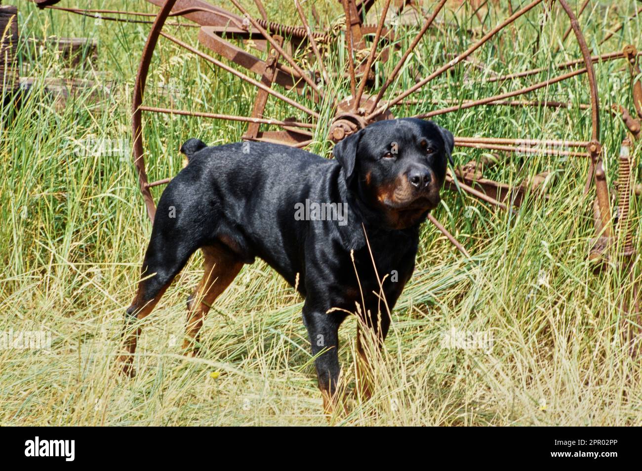 Rottweiler in front of wheel in field Stock Photo - Alamy