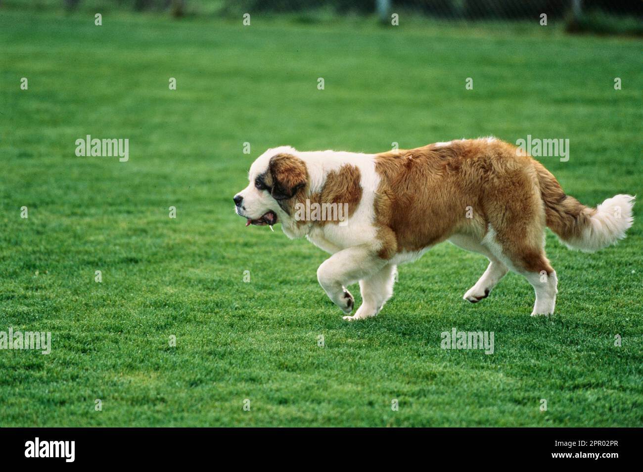 St bernard running hi-res stock photography and images - Alamy