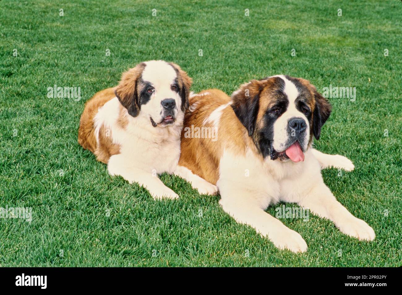 St. Bernards laying together in grass Stock Photo - Alamy