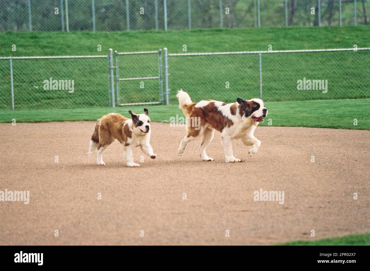 St bernard running hi-res stock photography and images - Alamy