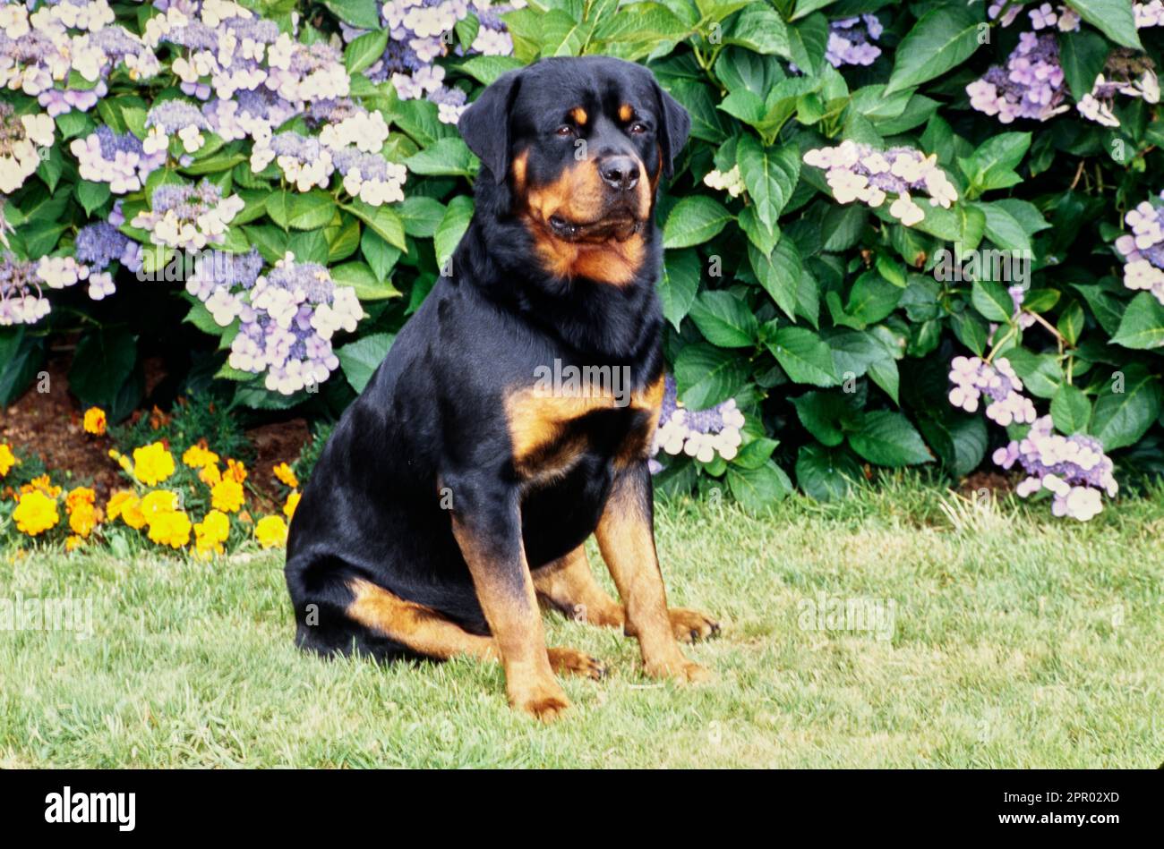 Rottweiler in front of flower bush Stock Photo - Alamy