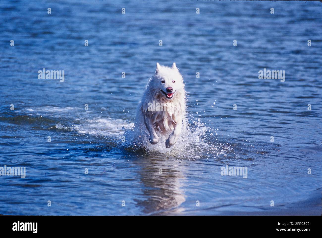 Samoyed running in water with mouth open Stock Photo - Alamy