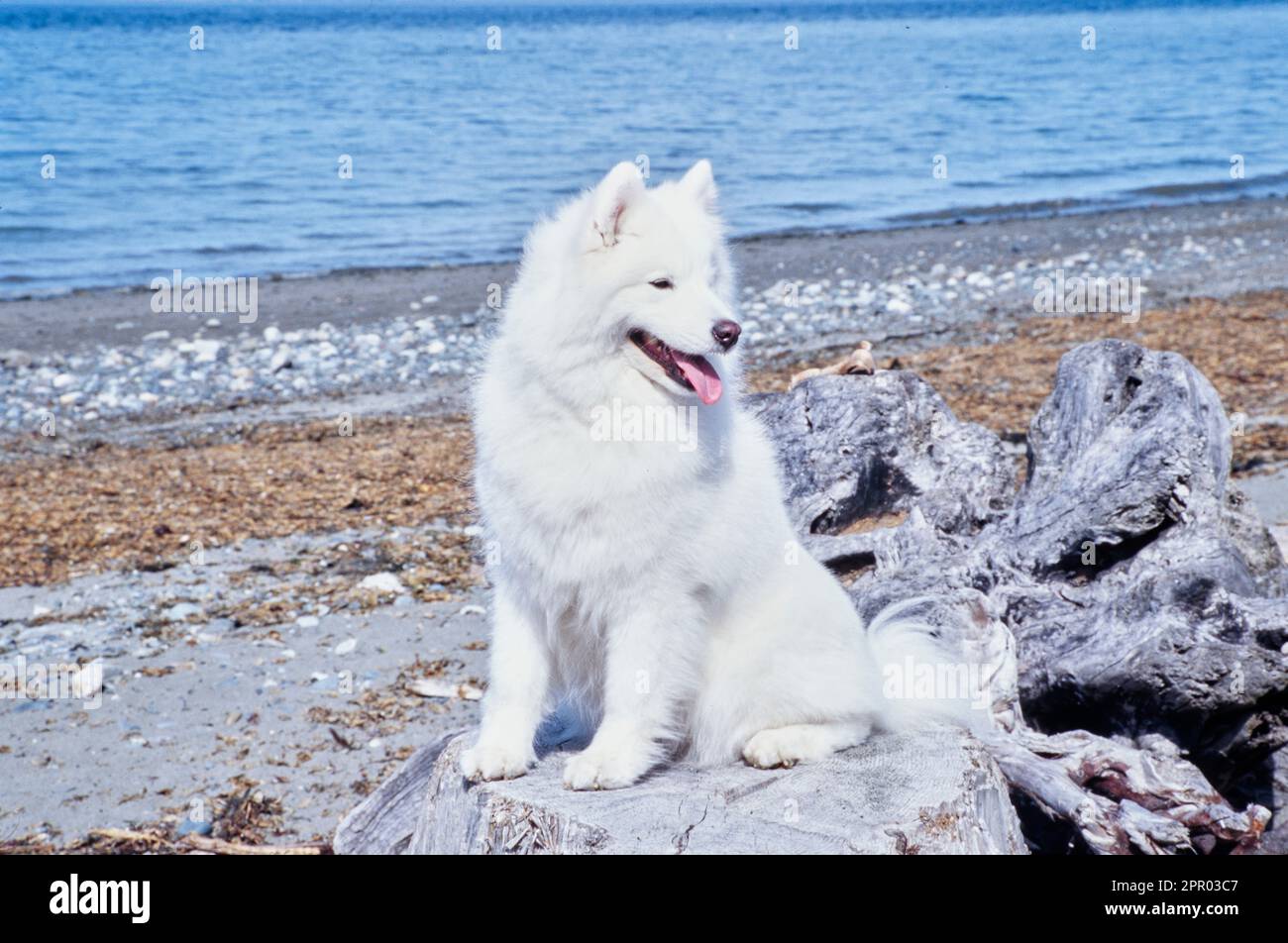 Samoyed sitting on a tree stump Stock Photo - Alamy