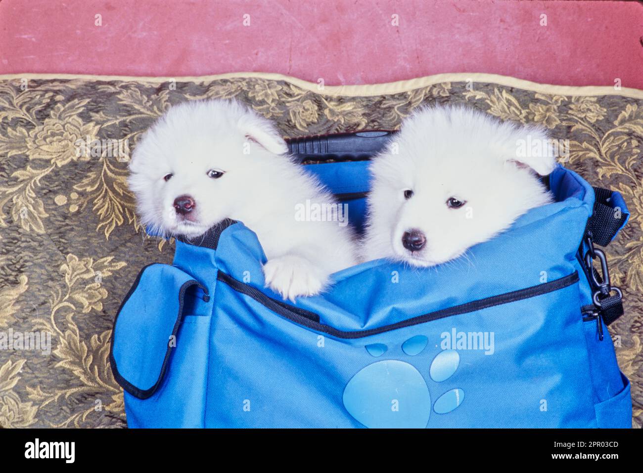Samoyed puppies in duffle bag Stock Photo - Alamy