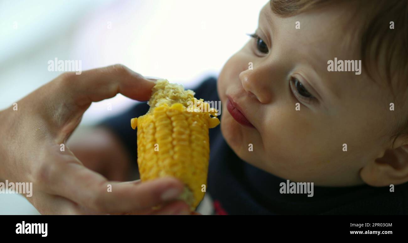 Cute baby eating corn. Parent feeding toddler infant snack between ...