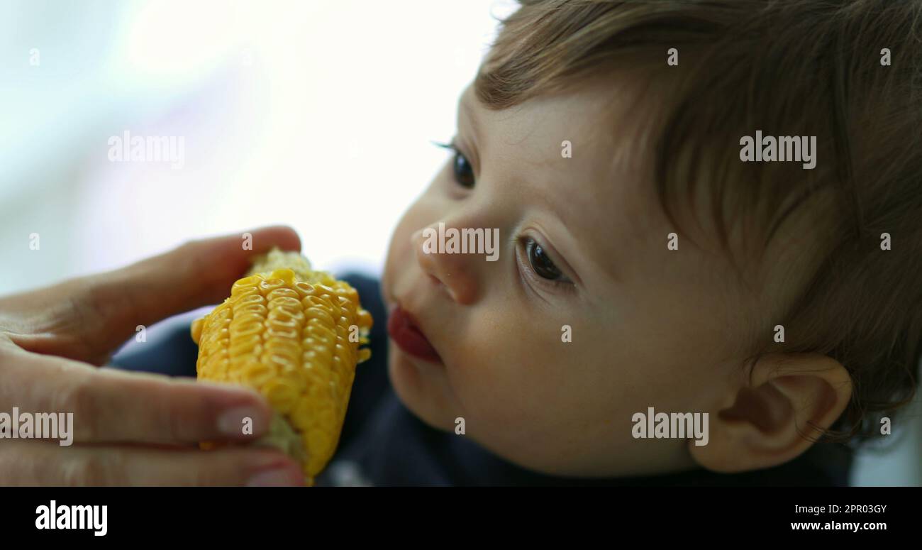 Cute baby eating corn. Parent feeding toddler infant snack between ...