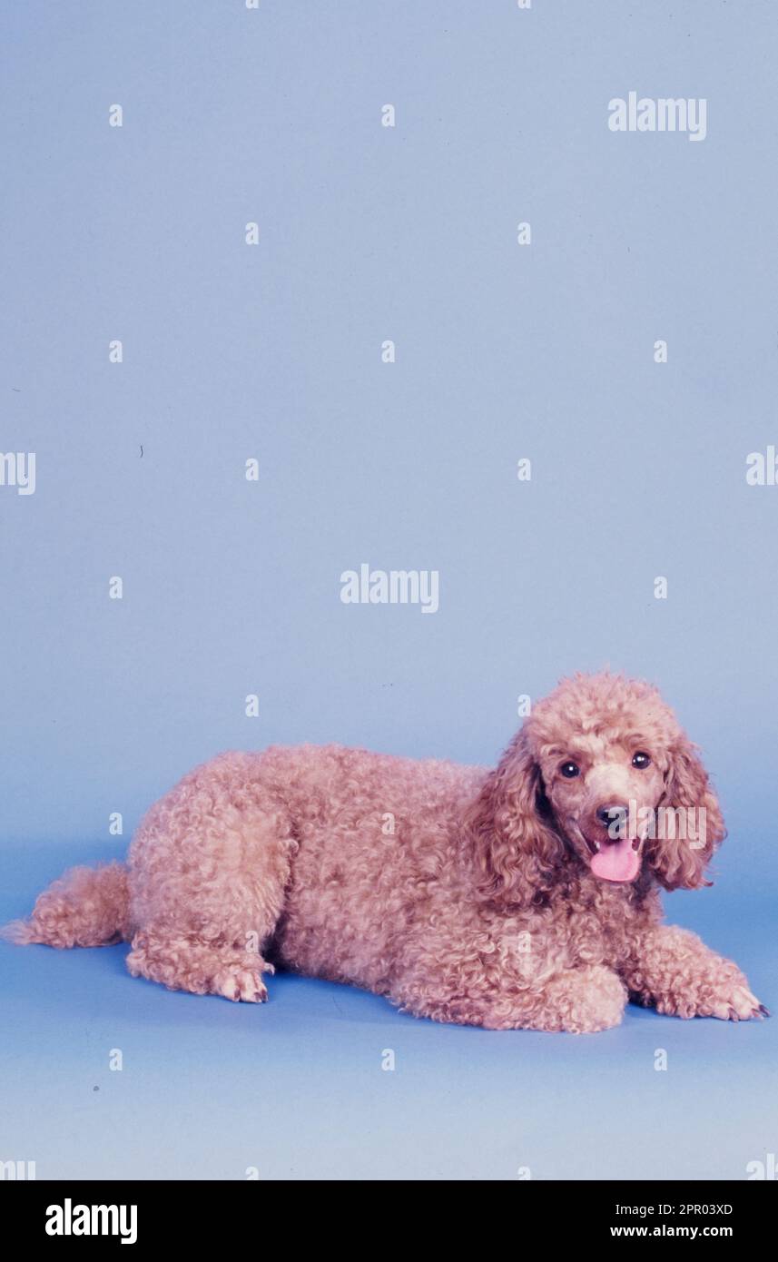 Mini Poodle laying on blue background with mouth open Stock Photo - Alamy