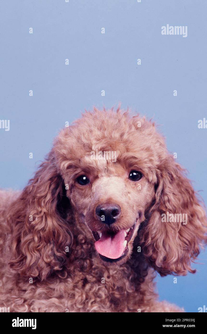 Portrait of Mini Poodle on blue background Stock Photo - Alamy