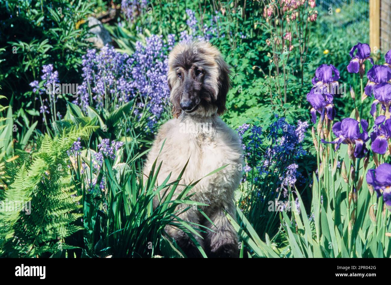 Afghan dog sitting hi-res stock photography and images - Alamy