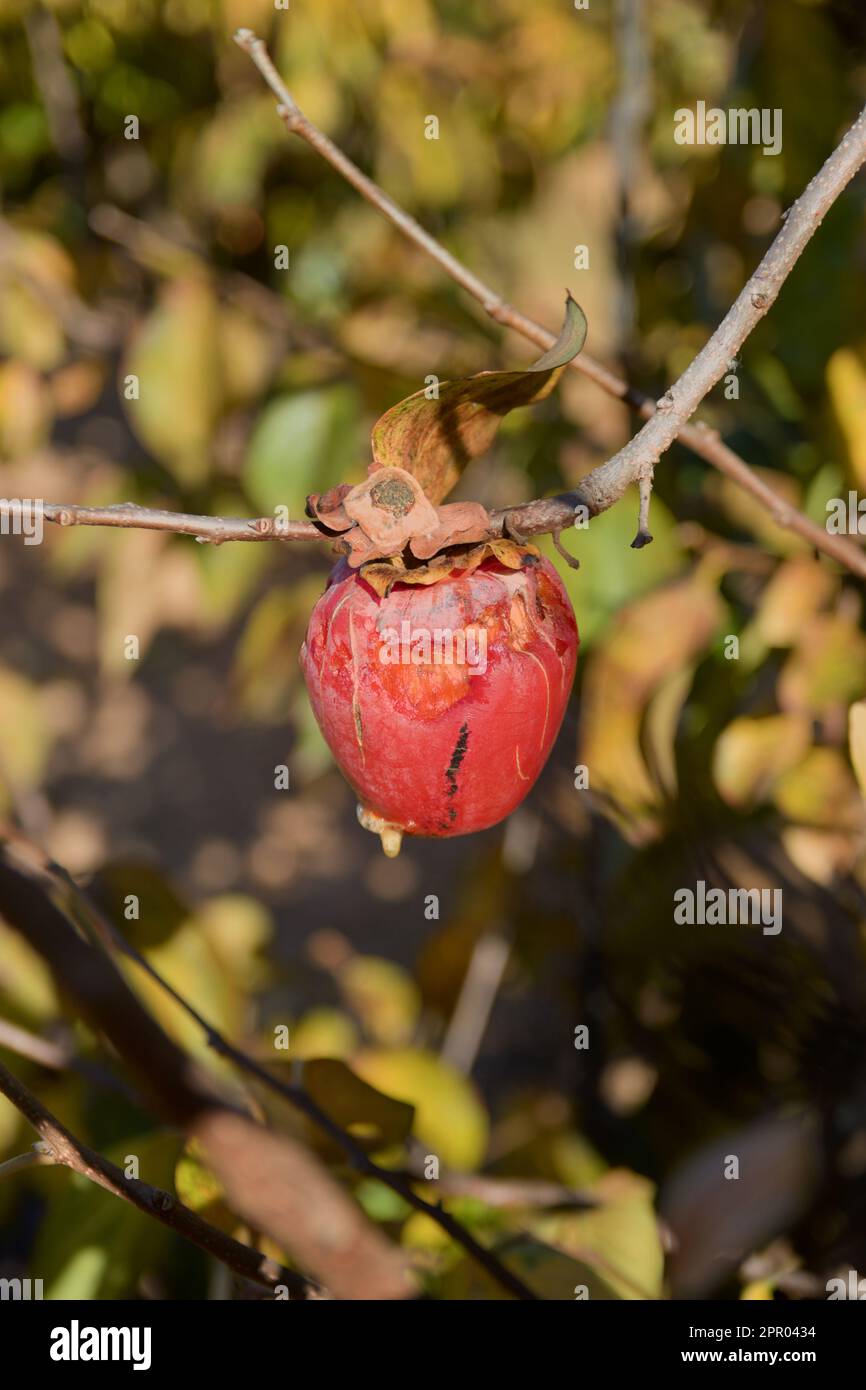 Image of an overripe persimmon that remains on the tree despite being ...