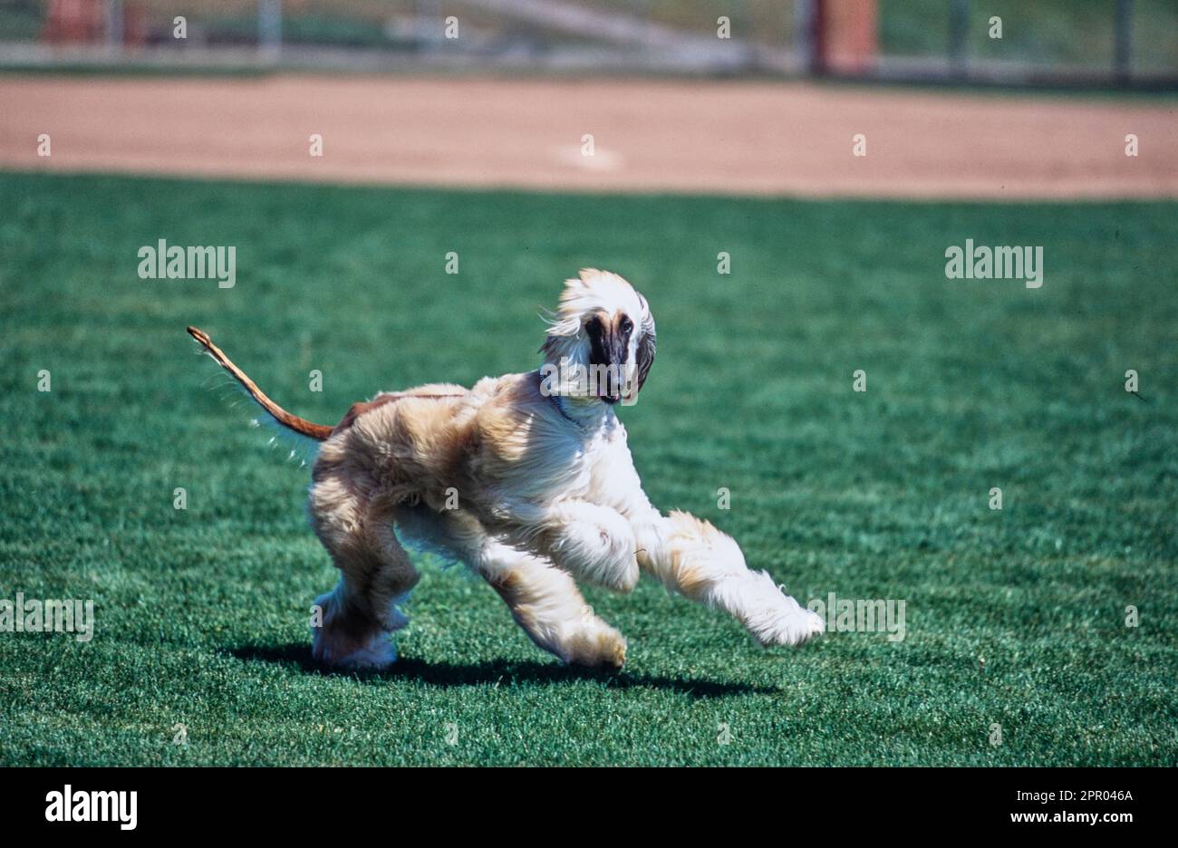 Afghan running through grass field Stock Photo - Alamy