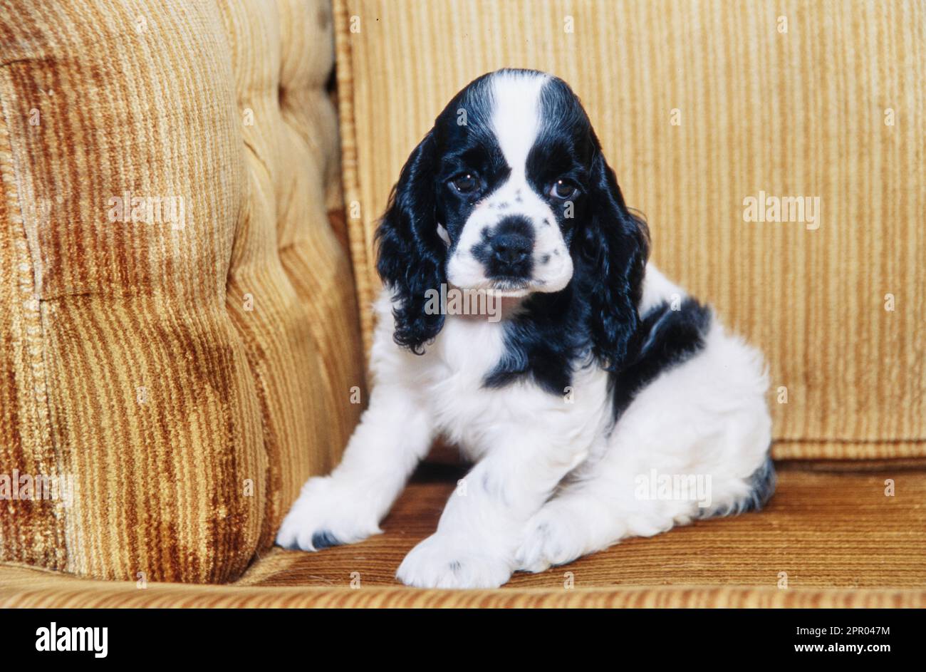 American Cocker Spaniel puppy sitting on brown couch Stock Photo - Alamy