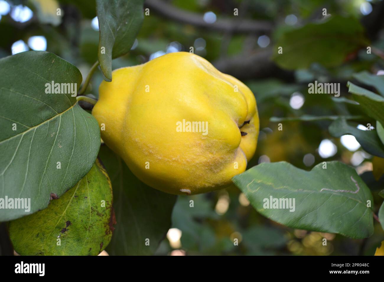 Quince fruits ripen on the branch of the bush Stock Photo - Alamy