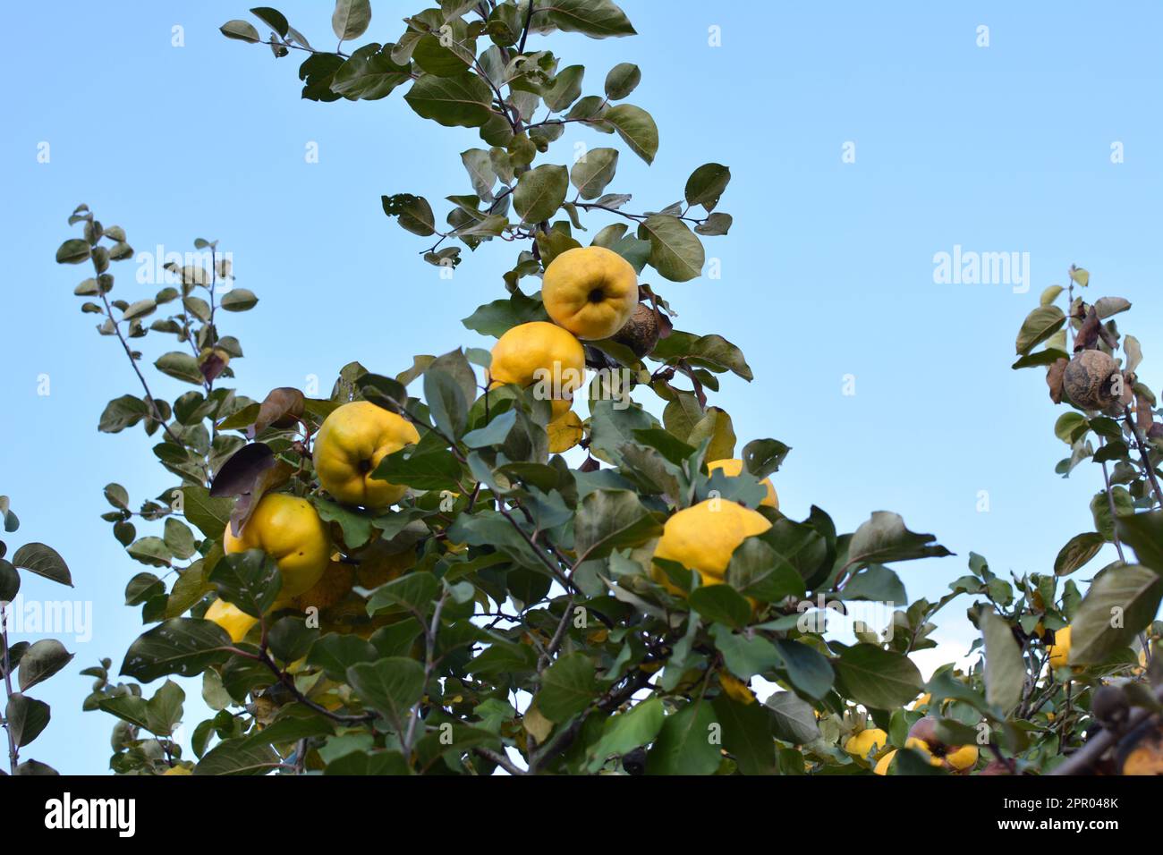 Quince fruits ripen on the branch of the bush Stock Photo - Alamy