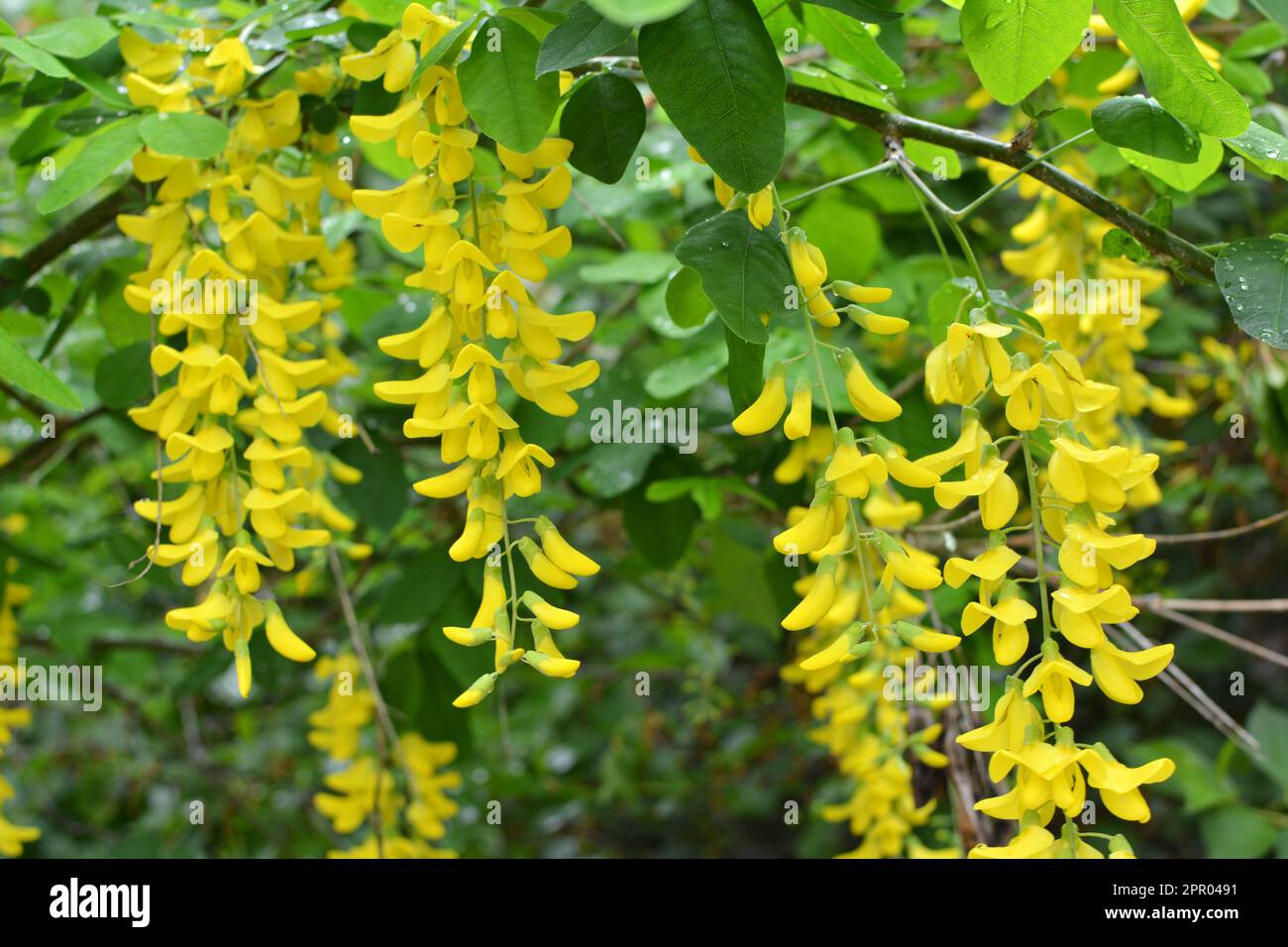 Laburnum spring flowers hi-res stock photography and images - Alamy