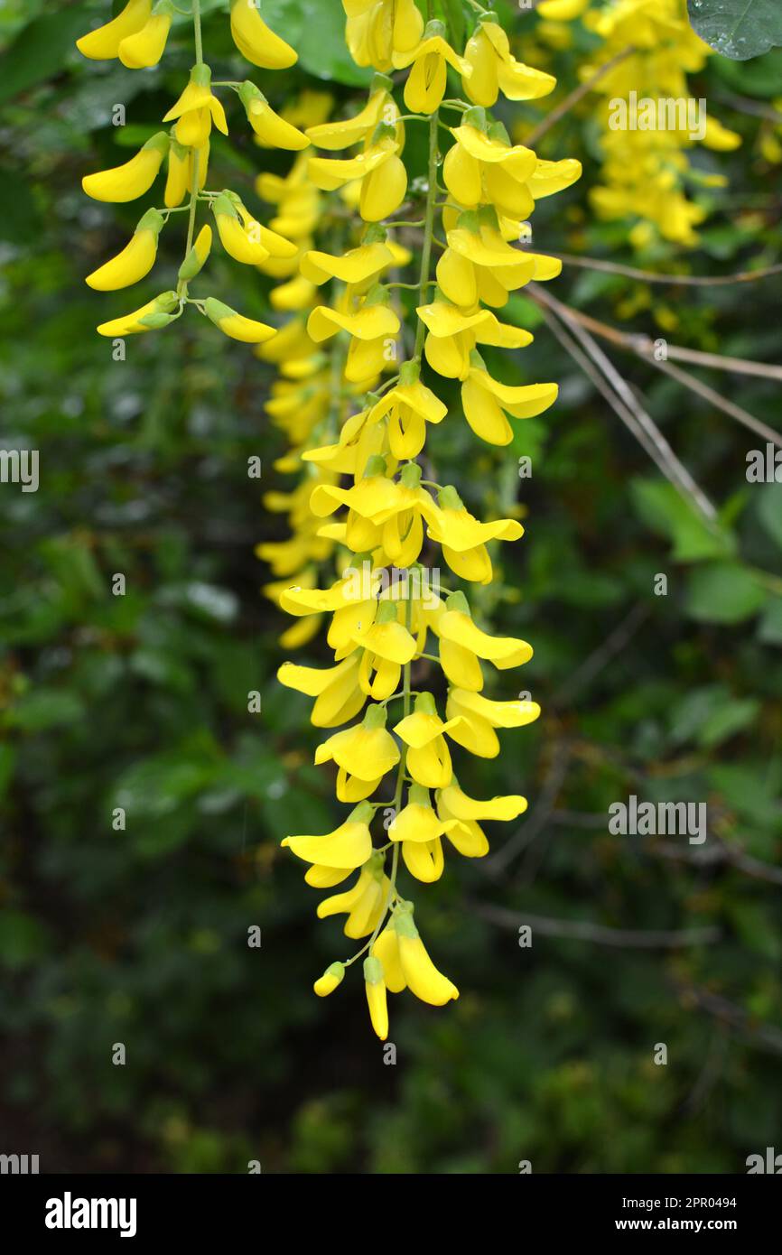 Laburnum spring flowers hi-res stock photography and images - Alamy