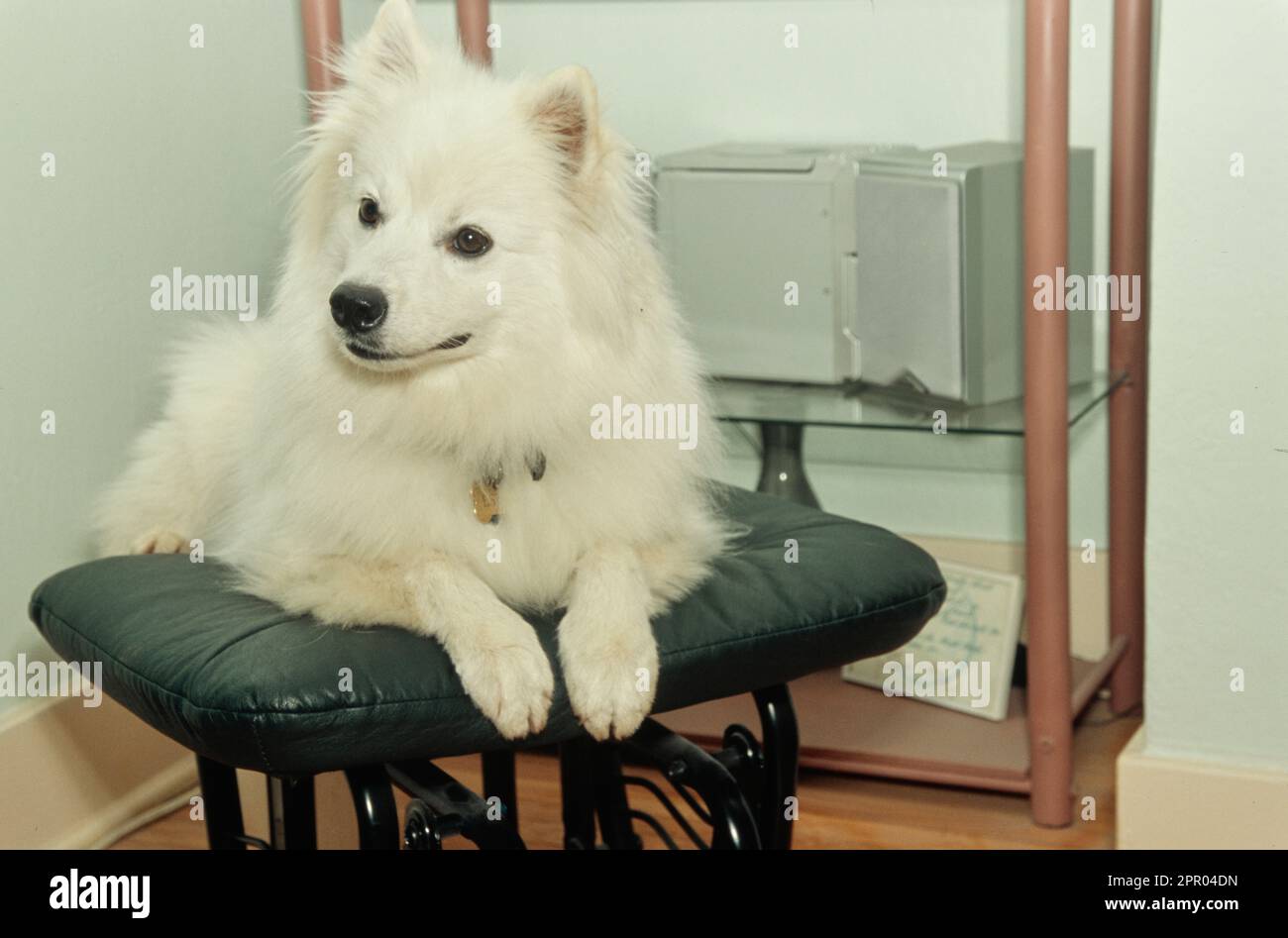 American Eskimo sitting on footrest in front of shelf in office with ...