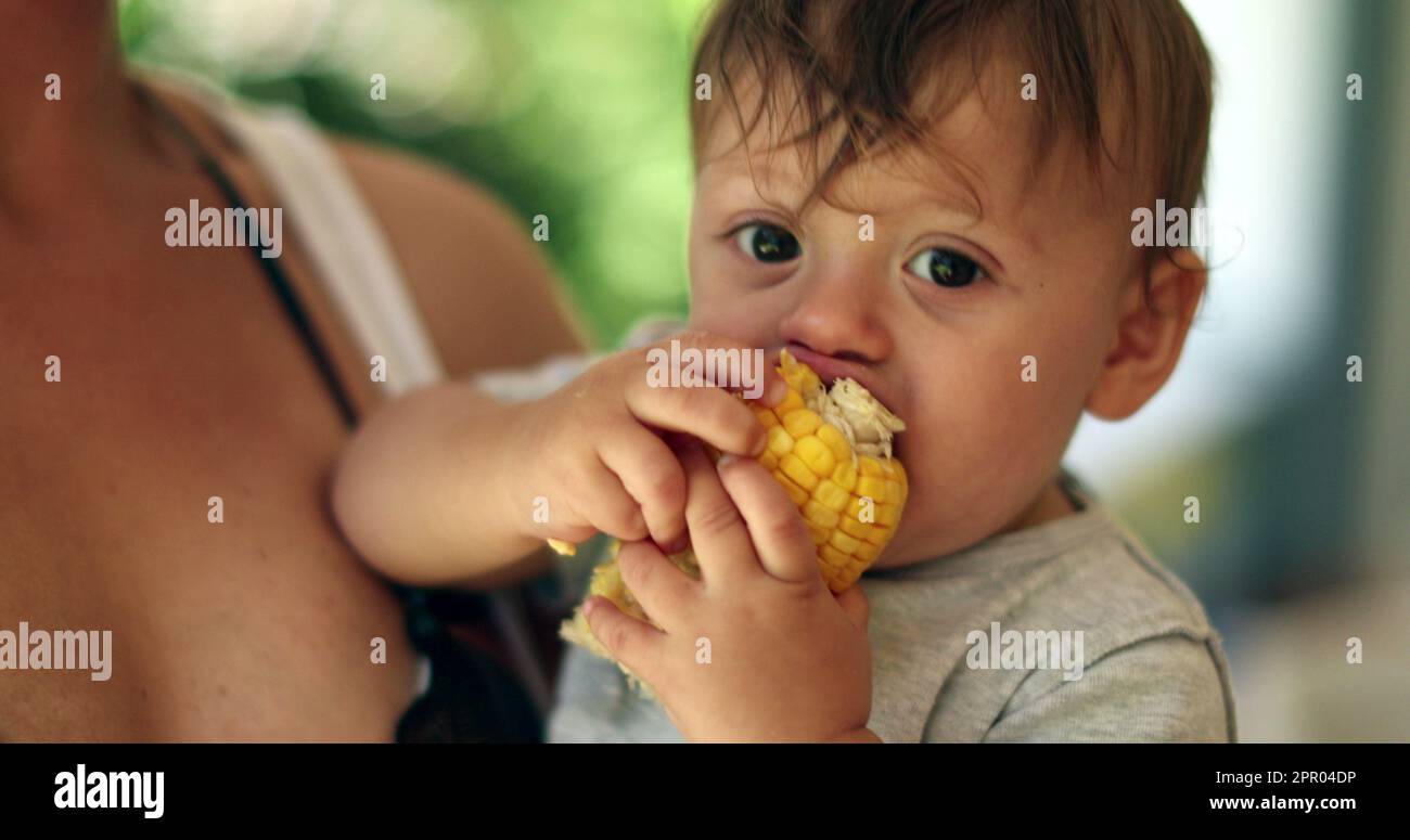 Handsome one year old baby toddler taking a bite of healthy corn cob ...