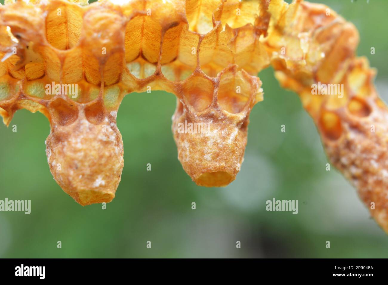 Queen honey bee hi-res stock photography and images - Alamy