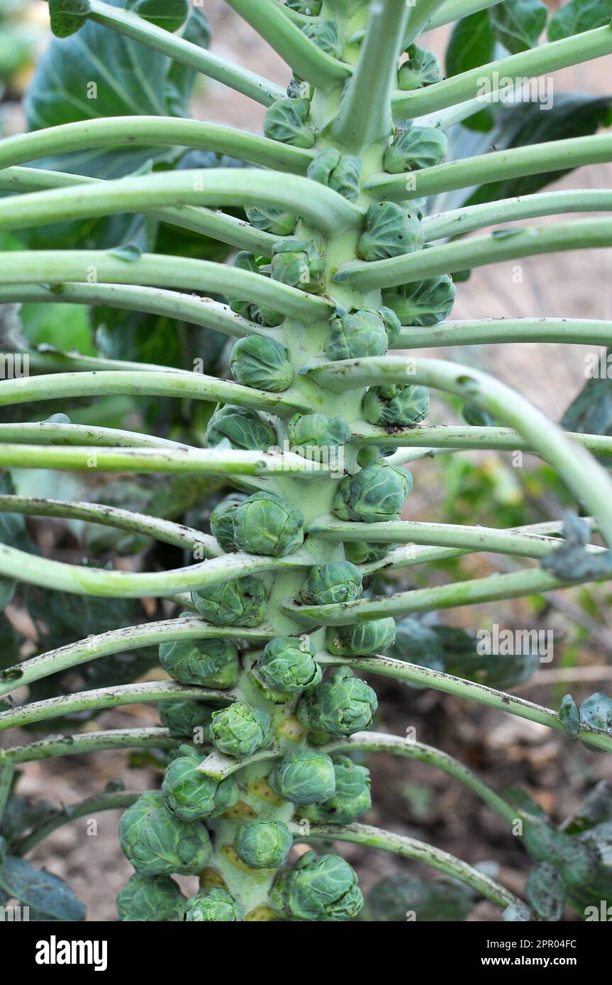 Brussels sprouts are grown in open organic soil Stock Photo - Alamy