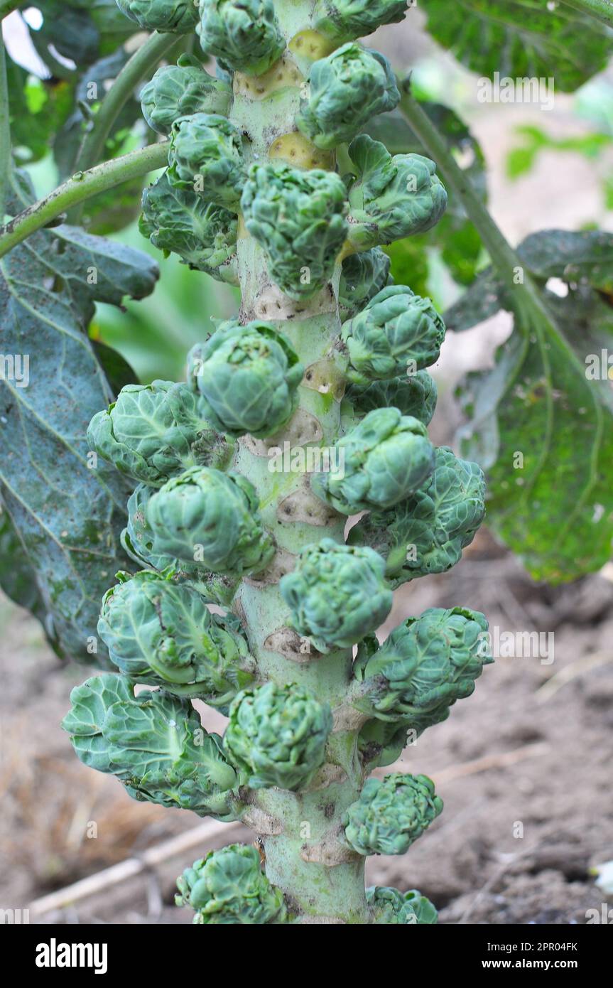 Brussels sprouts are grown in open organic soil Stock Photo - Alamy