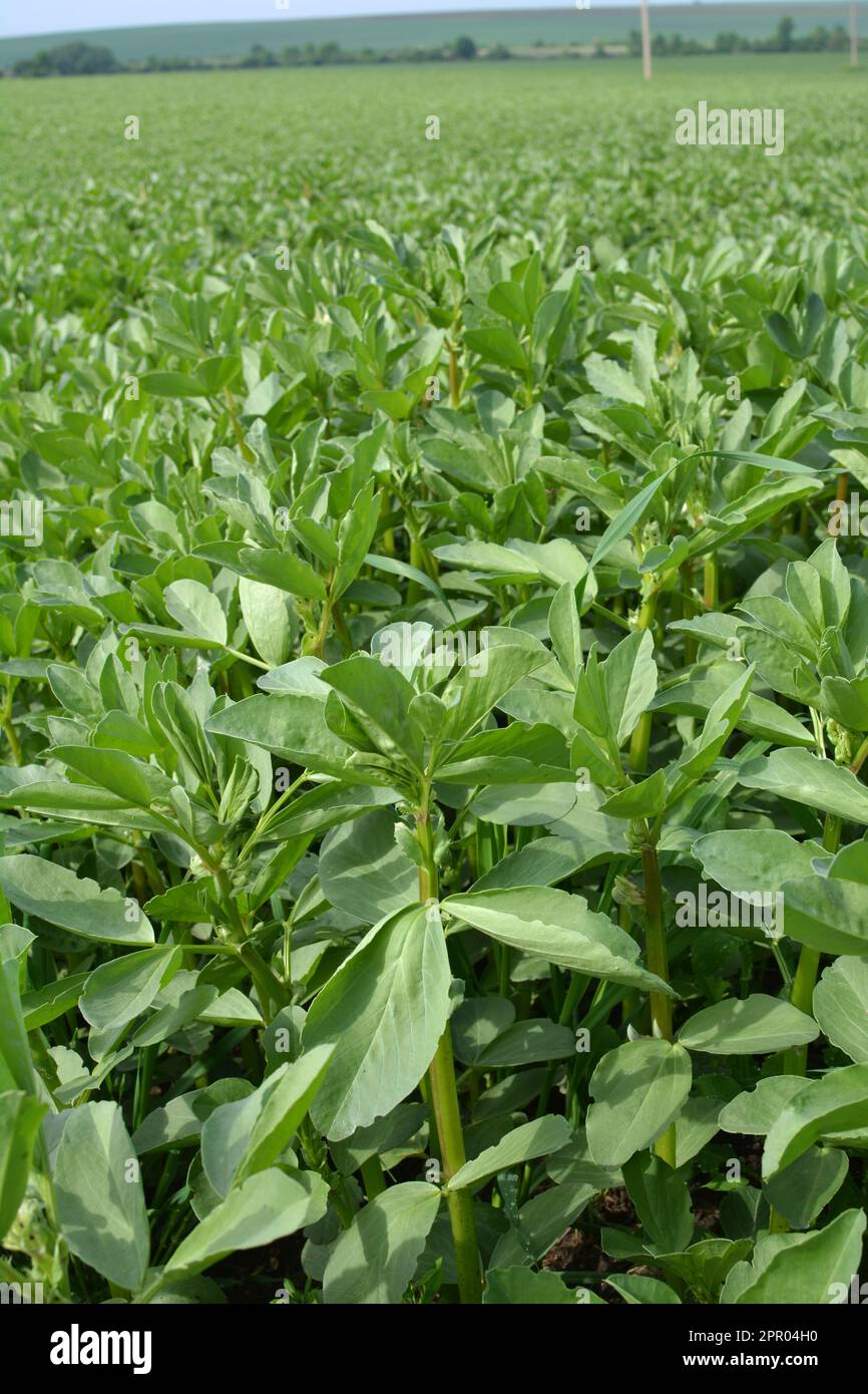In spring, young Horse bean (Vicia faba) grows on a farm field Stock ...