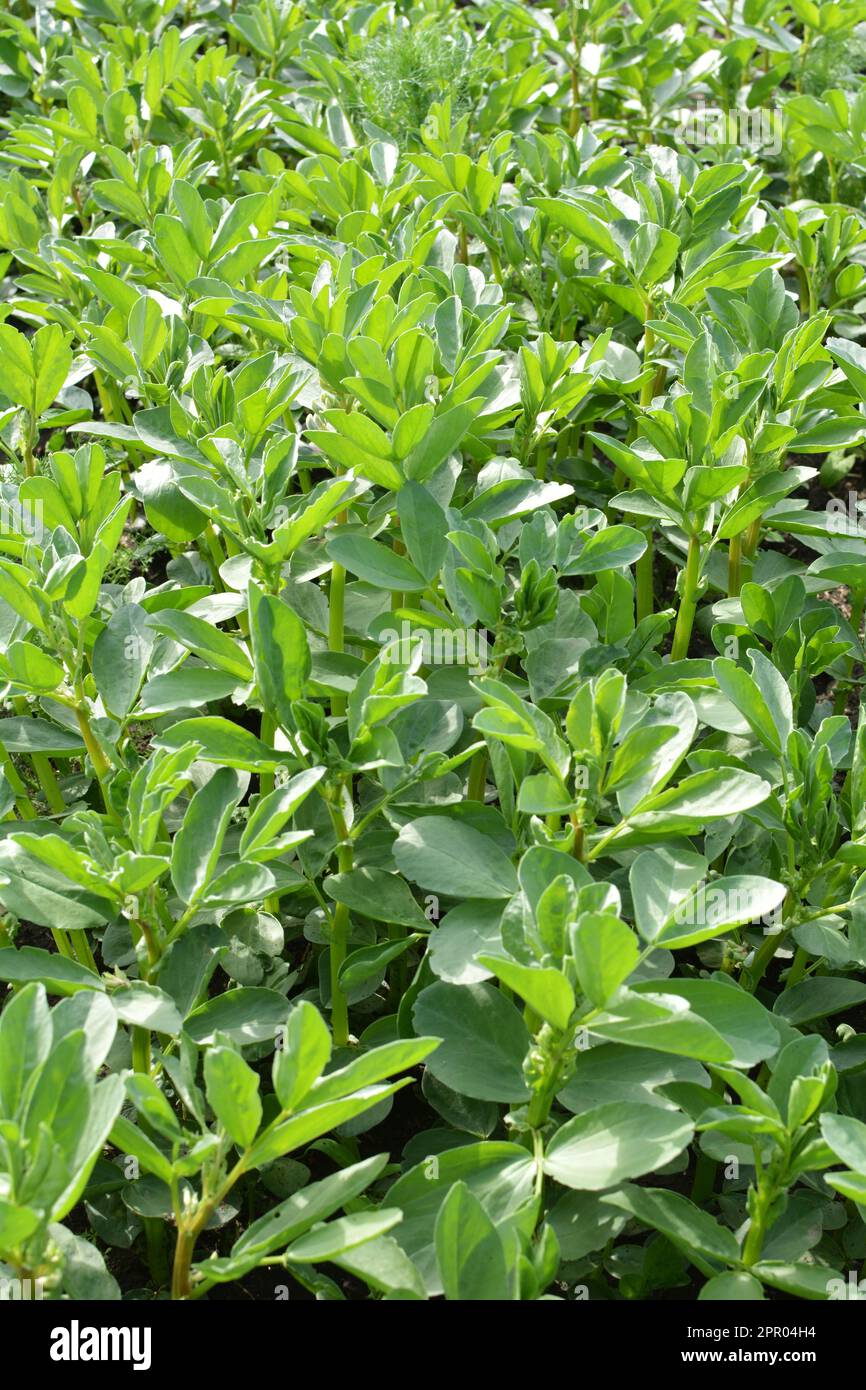 In spring, young Horse bean (Vicia faba) grows on a farm field Stock ...