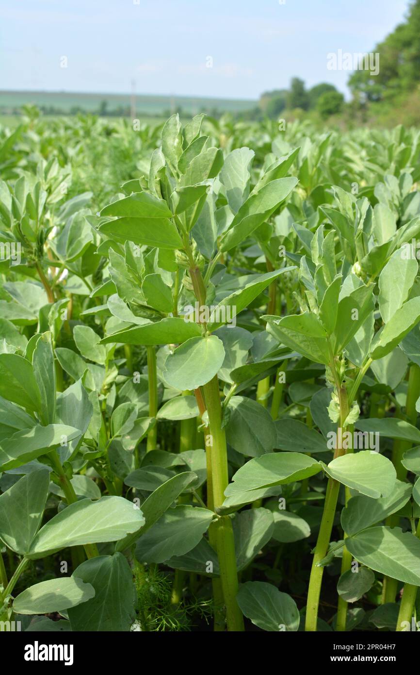 In spring, young Horse bean (Vicia faba) grows on a farm field Stock ...