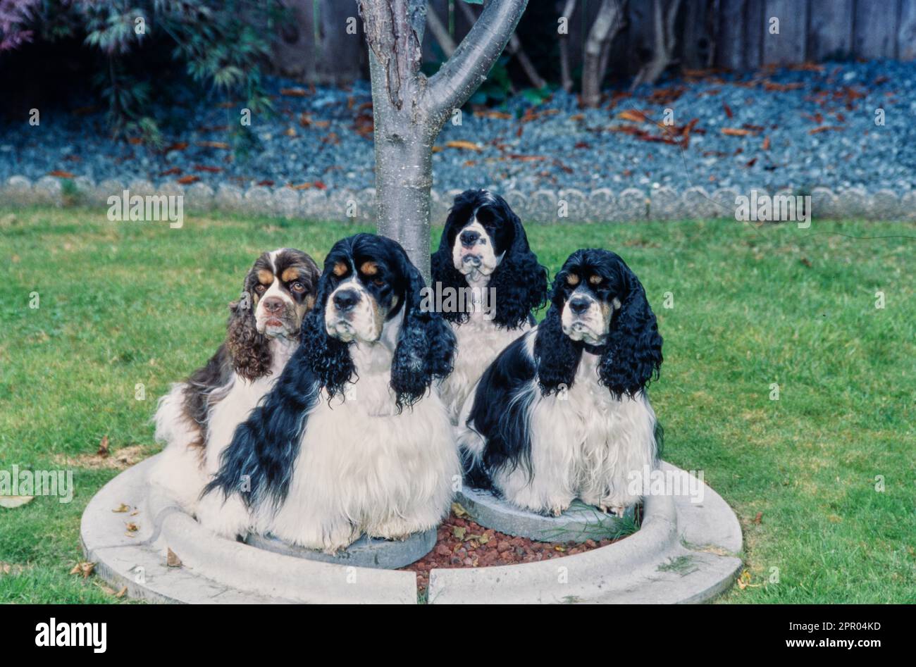 Four American Cocker Spaniels sitting around small tree trunk on ...
