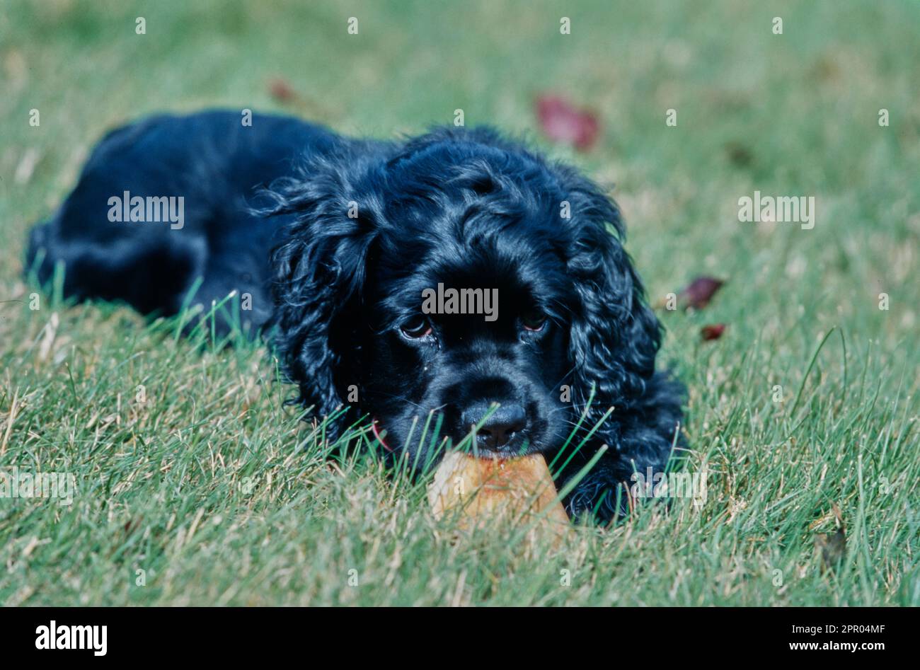Black American Cocker Spaniel puppy outside laying in yard with pig's ...