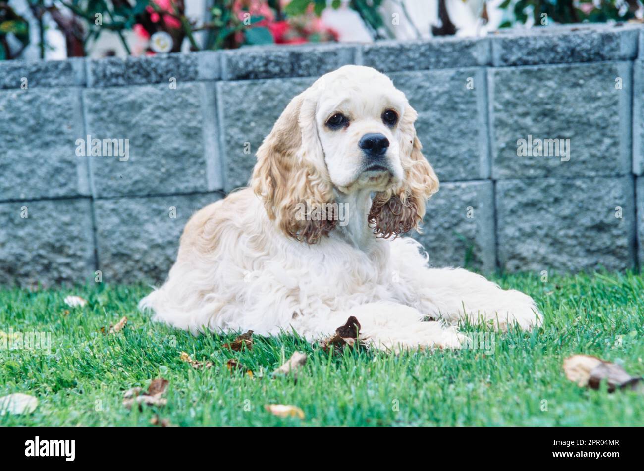 American Cocker Spaniel laying down in grass outside in front of ...