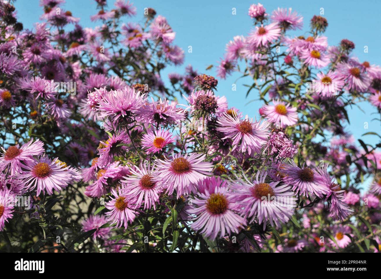 Asters bloom on a flowerbed in the garden Stock Photo - Alamy