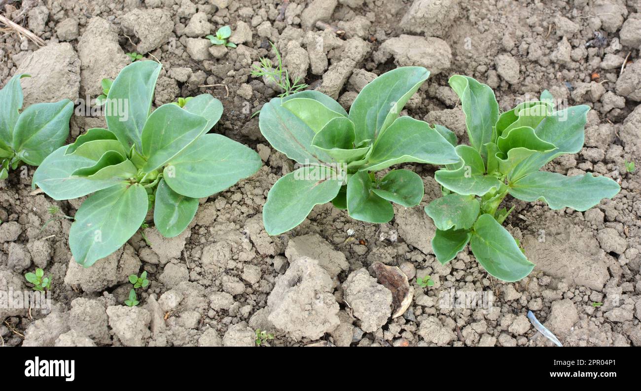 In spring, young Horse bean (Vicia faba) grows on a farm field Stock ...