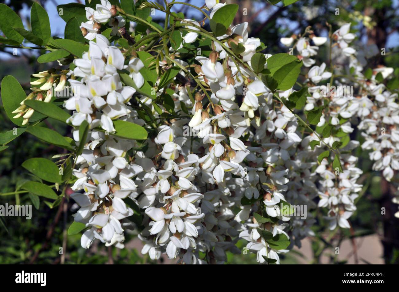 In the spring, white acacia blossoms in the wild Stock Photo - Alamy