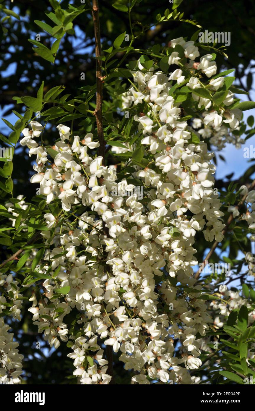 Closeup leaves branches acacia hi-res stock photography and images - Alamy