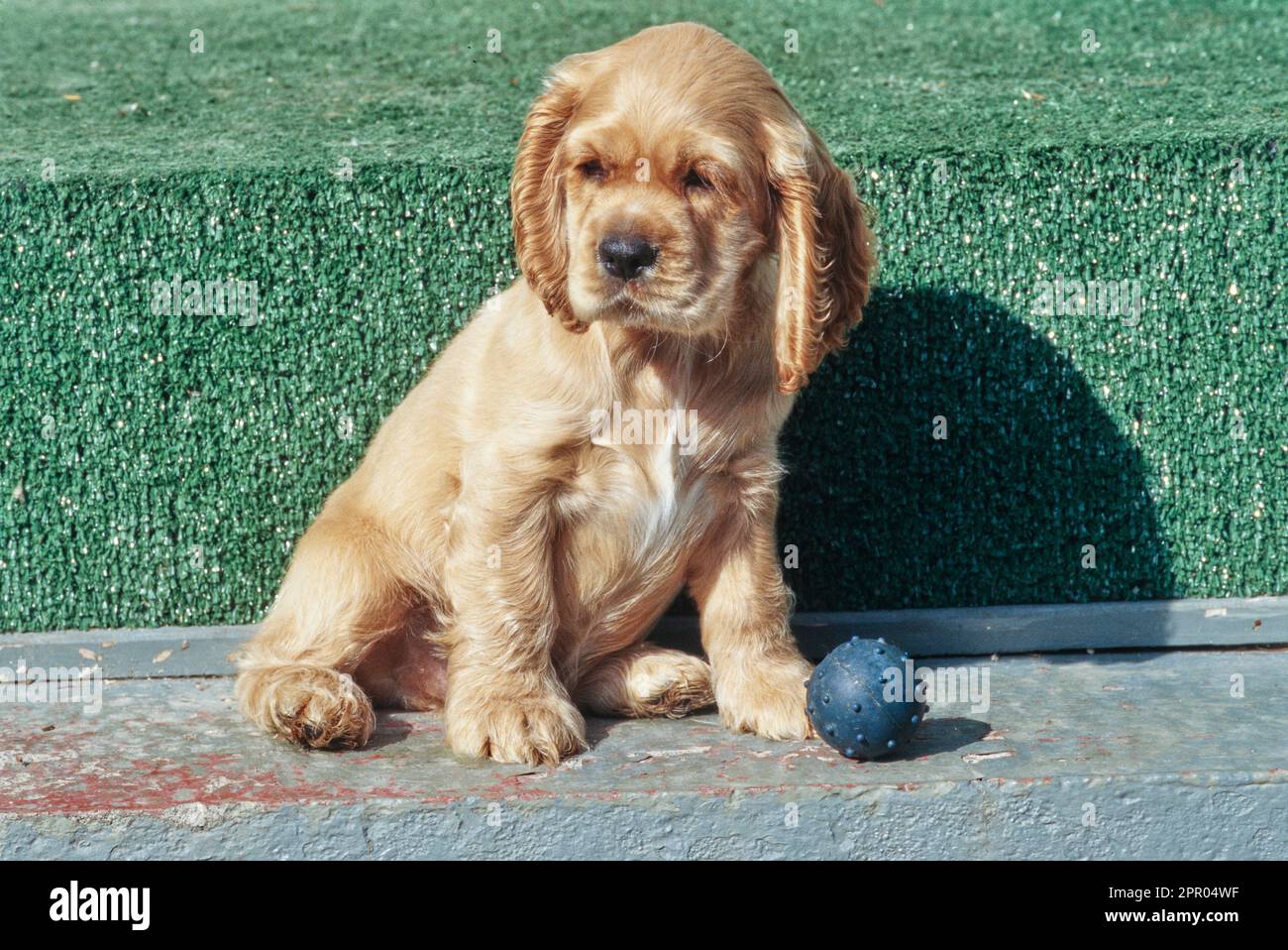 American Cocker Spaniel puppy sitting on step with artificial grass ...